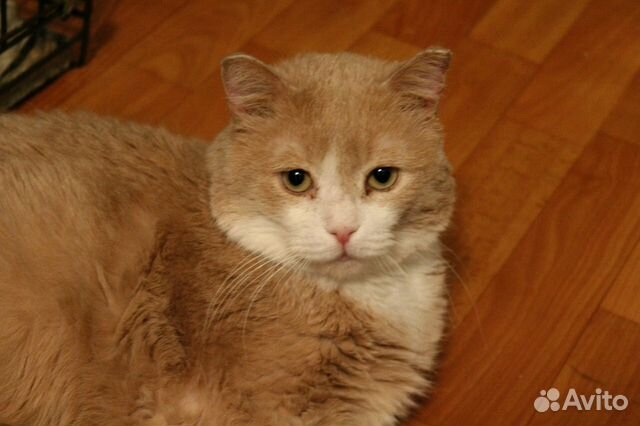 Кастрированный котик Тимо