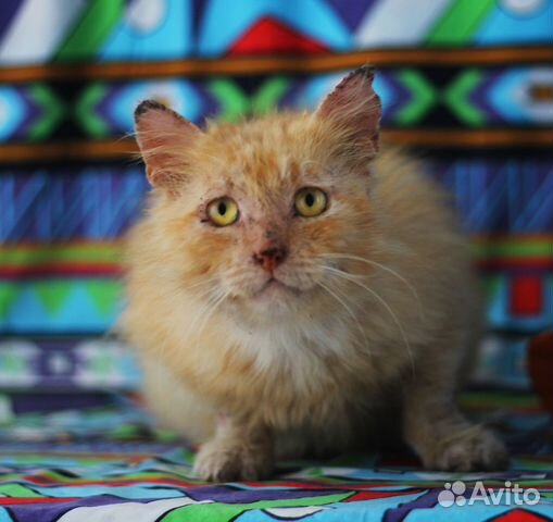 Обаятельный Пушистик