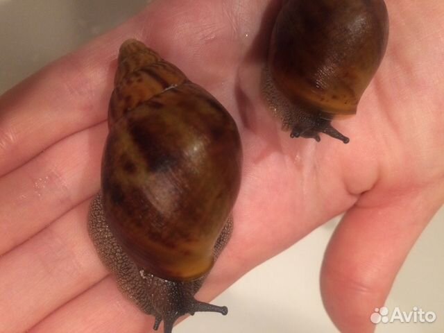 Улитка ахатина тигр