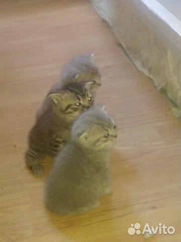 Продам котят