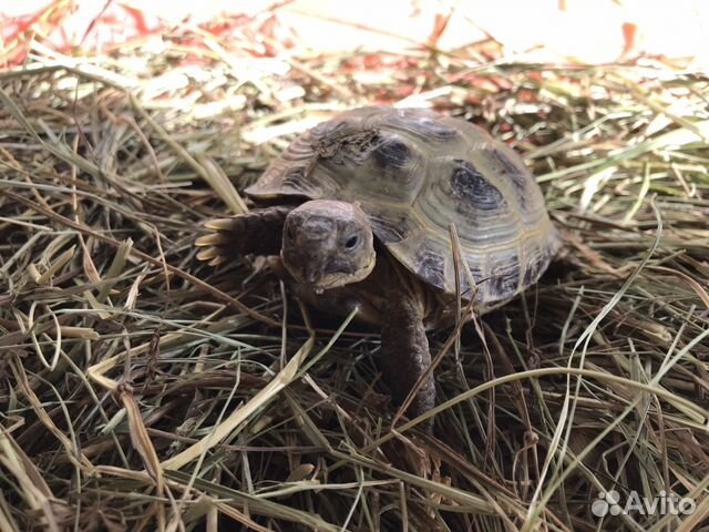 Сухопутная черепаха