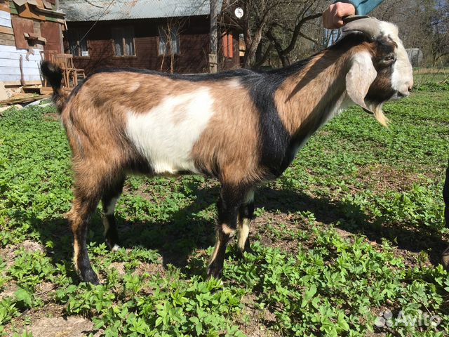 Козел заано-нубийский 75 двухлетний