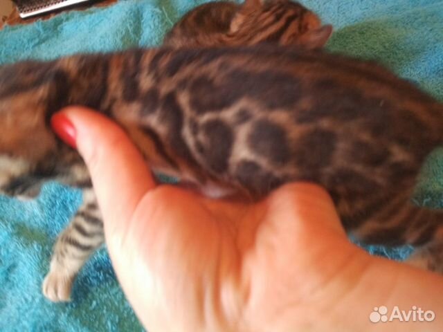 Котята бенгальские