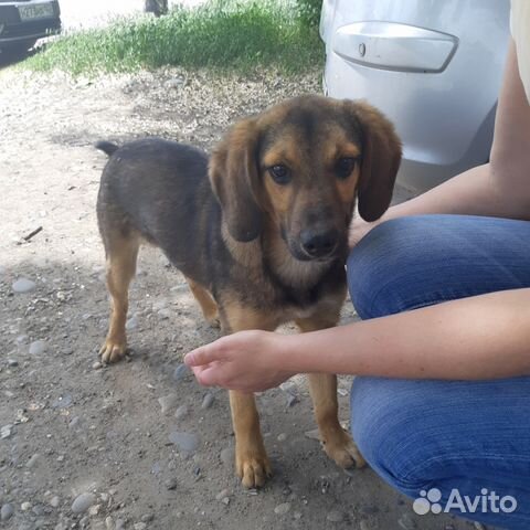 Щенок в хорошие руки