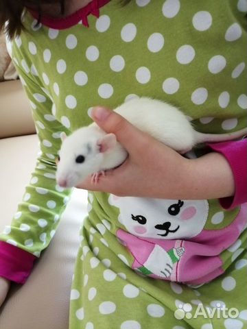 Ручной крысенок 3 мес, девочка