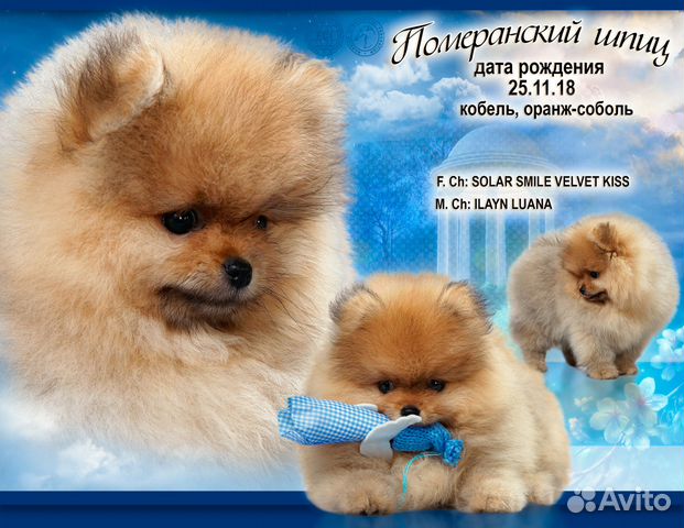 Цвергшпиц