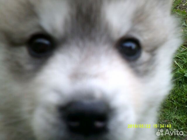 Чистокровный щенок хаски