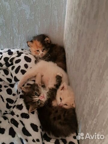 Чудесные котята в дар
