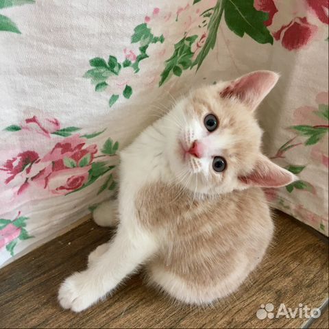 Котёнок мальчик 2,5 месяца