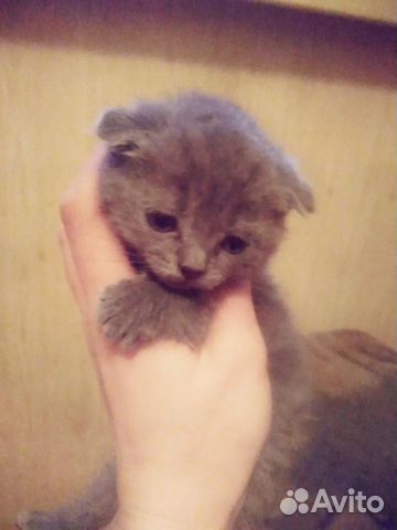 Маленькие красотули