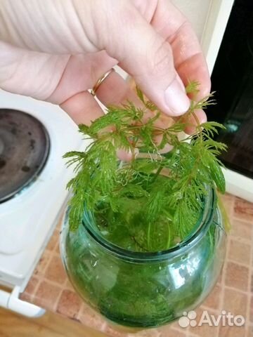 Растения аквариумные, меченосцы малыши, улитки