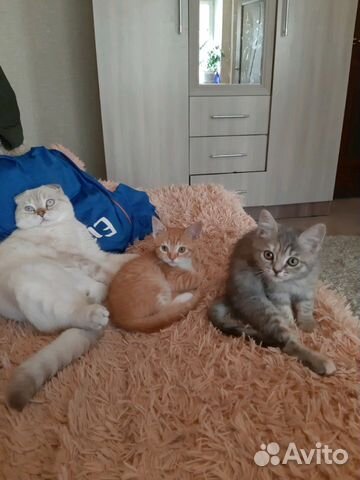Продаются породистые котята от колор поинта