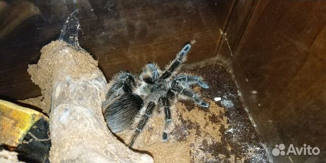 Паук птицеед самочка