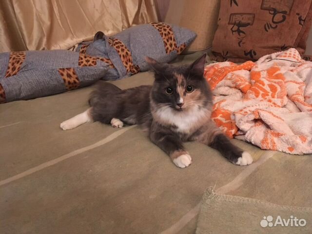 Чудесная молодая кошечка Соня в добрые руки