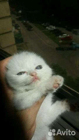 Шатландская голубоглазка ангелок вислоушка