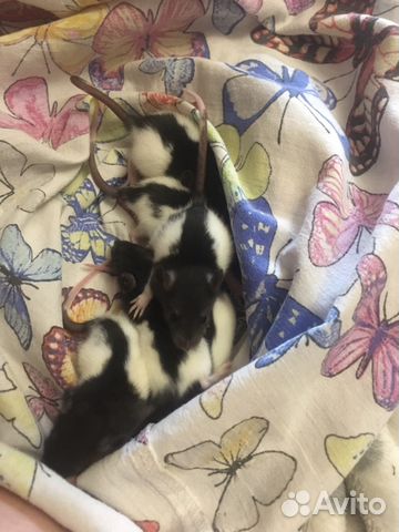 Крысята дамбо