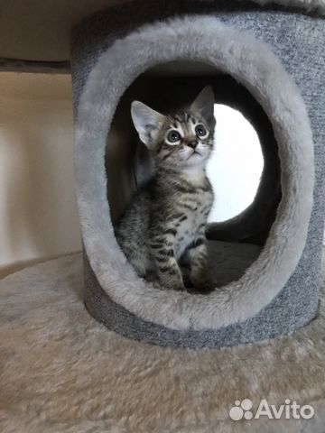 Кошечка Саванна ф4