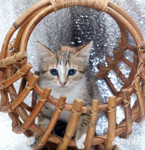 Котодевочка