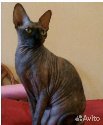 Кошка породы донской сфинкс в добрые руки