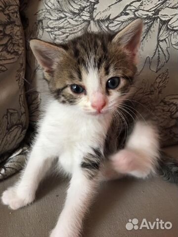 Подарю милого котенка