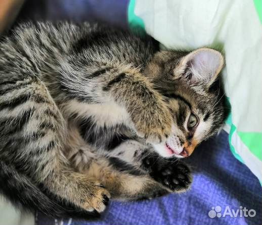 Котенок Кекс