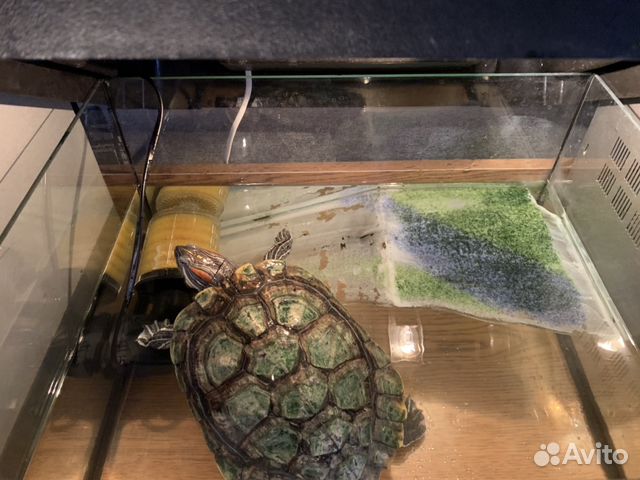 Красноухая черепаха с аквариумом