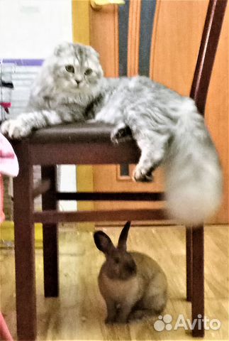 Барсик (Шотландец Вислоухий)