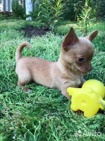 Мини чихуашки для души