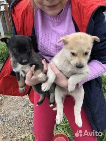 Собачки полулайки в добрые руки