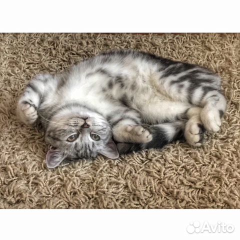 Кошка Сливка