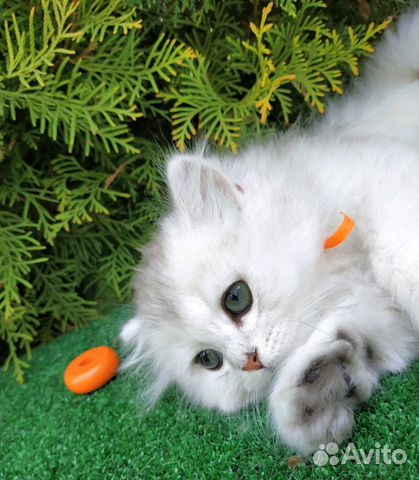 Британский кот длинношерстный