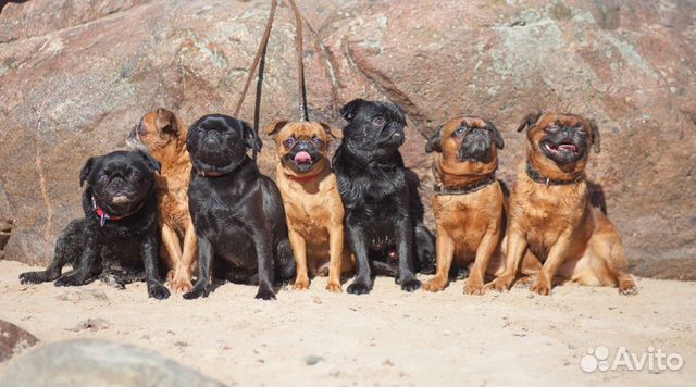 Солнечные Малыши