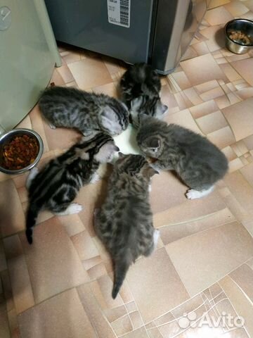 Британские котята+корм в подарок