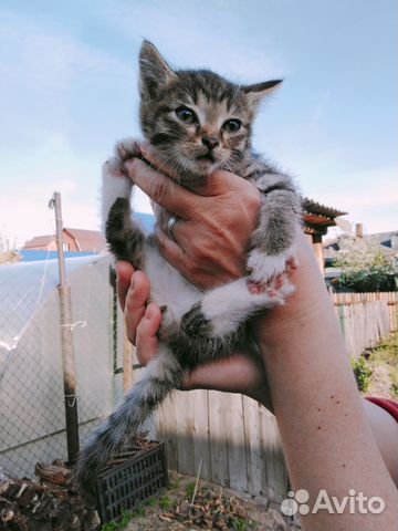 Котята