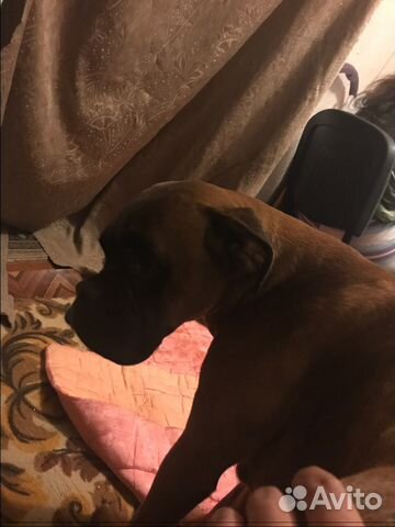 Случка для боксёра сучки