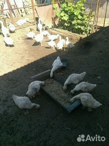 Гусята подрощенные (линда,горький)