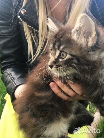 Котята Мейн-Кун