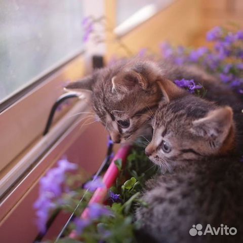 Котятки-тигрятки