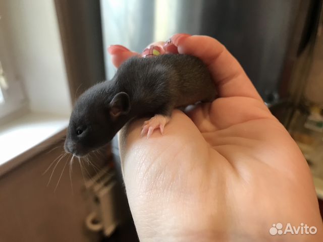 Отдам Крысят Дамбо