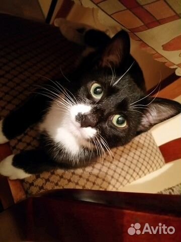 Кот Тимоша, 1 годик, воспитанный, умный, добрый, л
