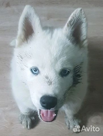 Щенки Хаски белоснежные, хасята,торг