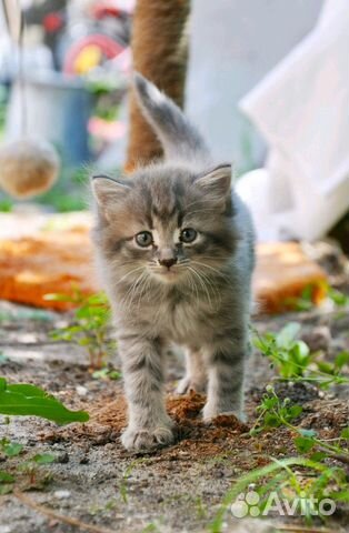 Котенок девочка голубого цвета