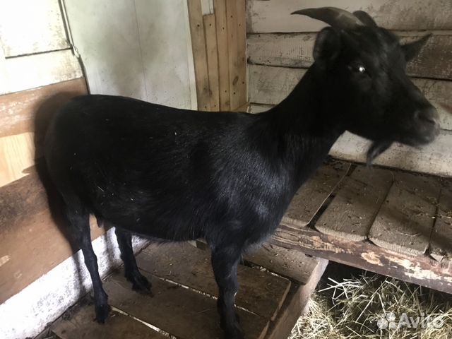 Камерункская коза