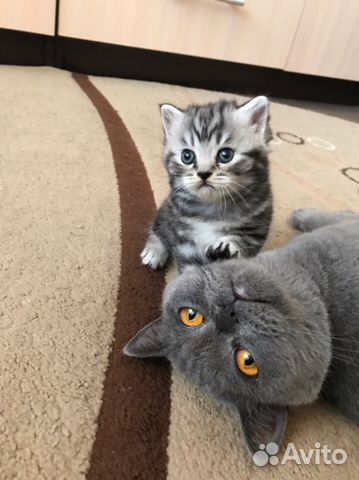 Очаровательные британцы