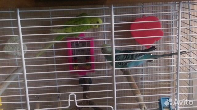 Волнистые попугаи