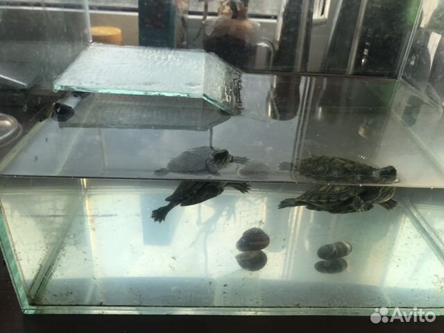 Черепахи декоративные