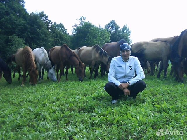 Нужны лошади