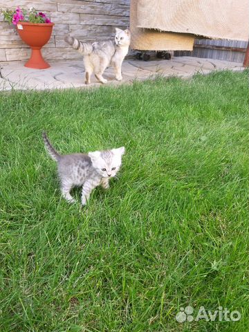 Отдадим в добрые руки маленькую, игручию девочку