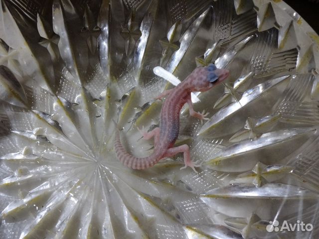 Малыши эублефаров на продажу