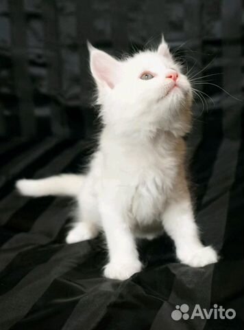 Клубный белый котёнок мейн-кун девочка